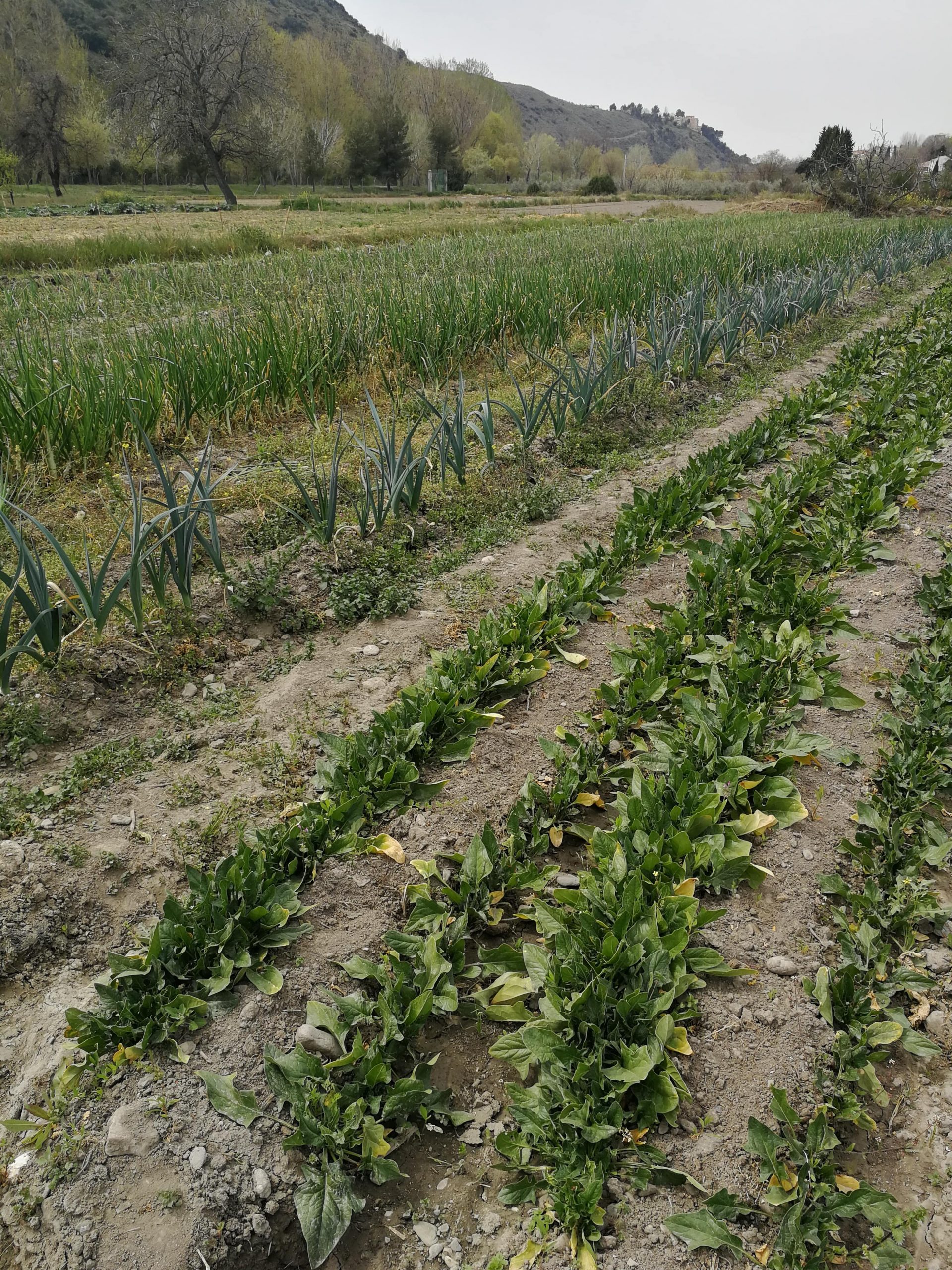 Recuperación y puesta en valor de la finca de la Nocla - Plataforma ...